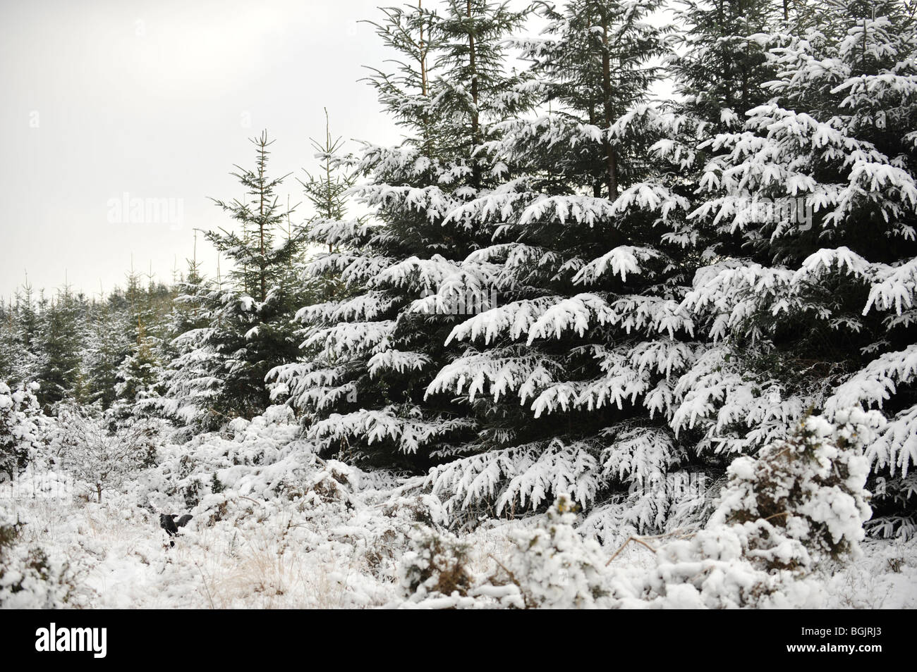 Woodland pine trees hi-res stock photography and images - Alamy