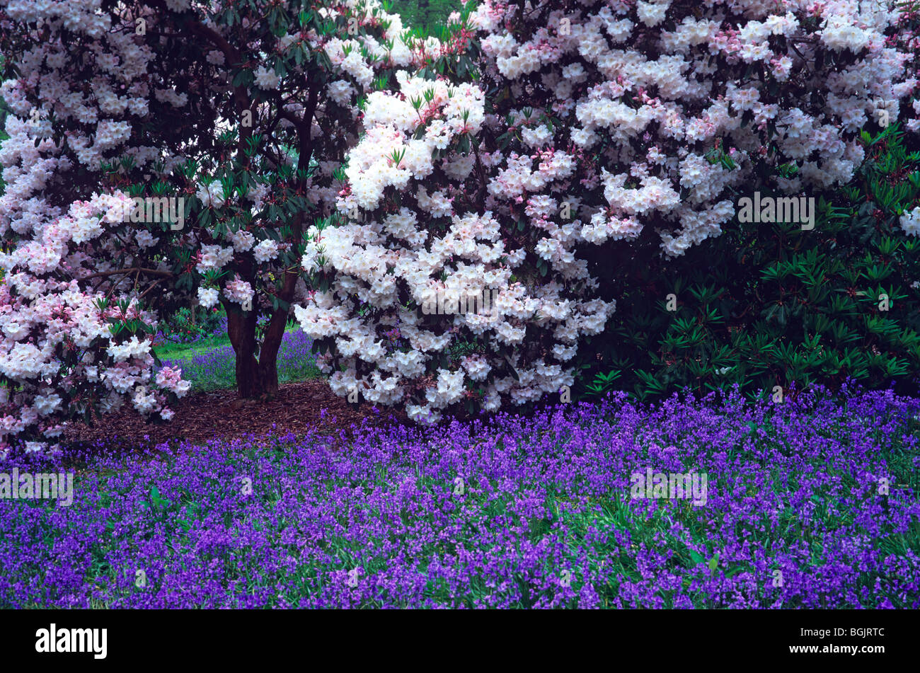 The Rhododendron walks in the spring garden at Bowood House Stock Photo ...