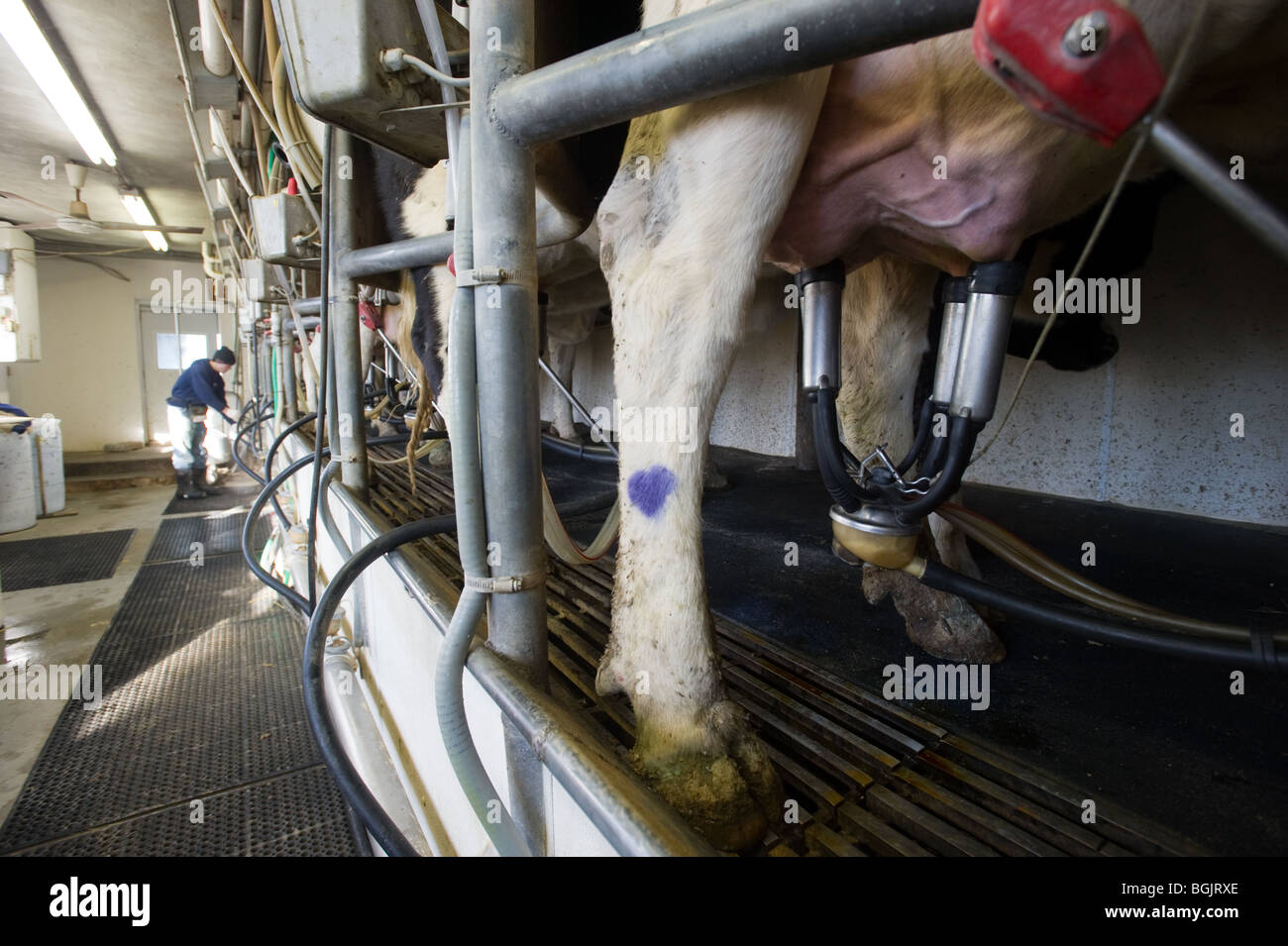 Joel Krall , dairy farmer, milking cows Lebanon PA Stock Photo - Alamy
