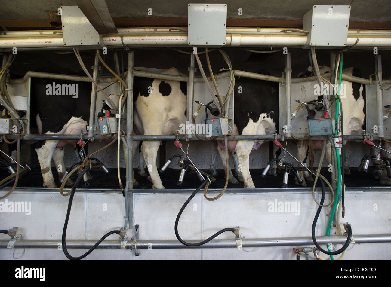 Milking cows at dairy farm, Lebanon PA Stock Photo - Alamy