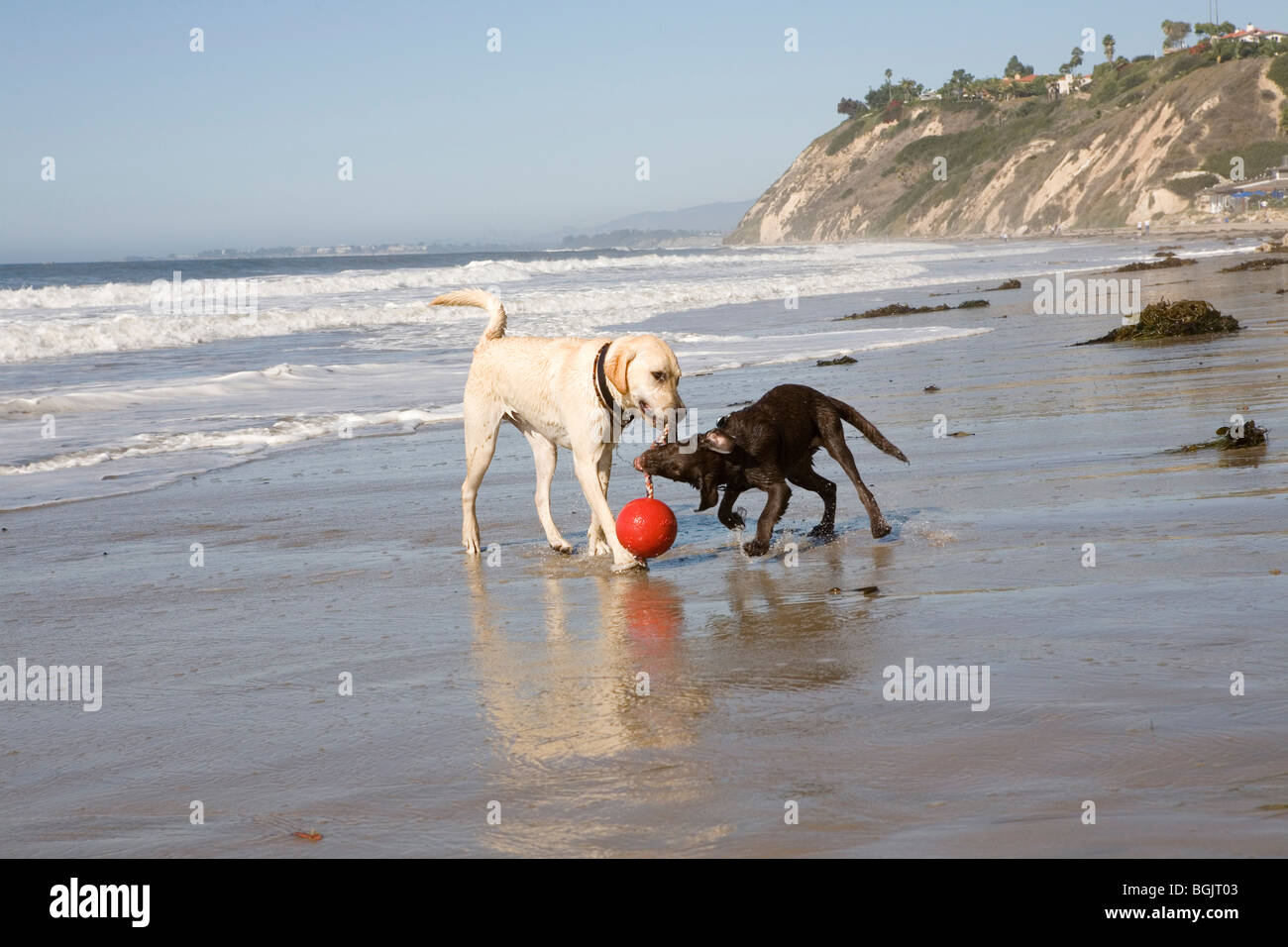 A chocolate Labrador at the beach Stock Photo - Alamy