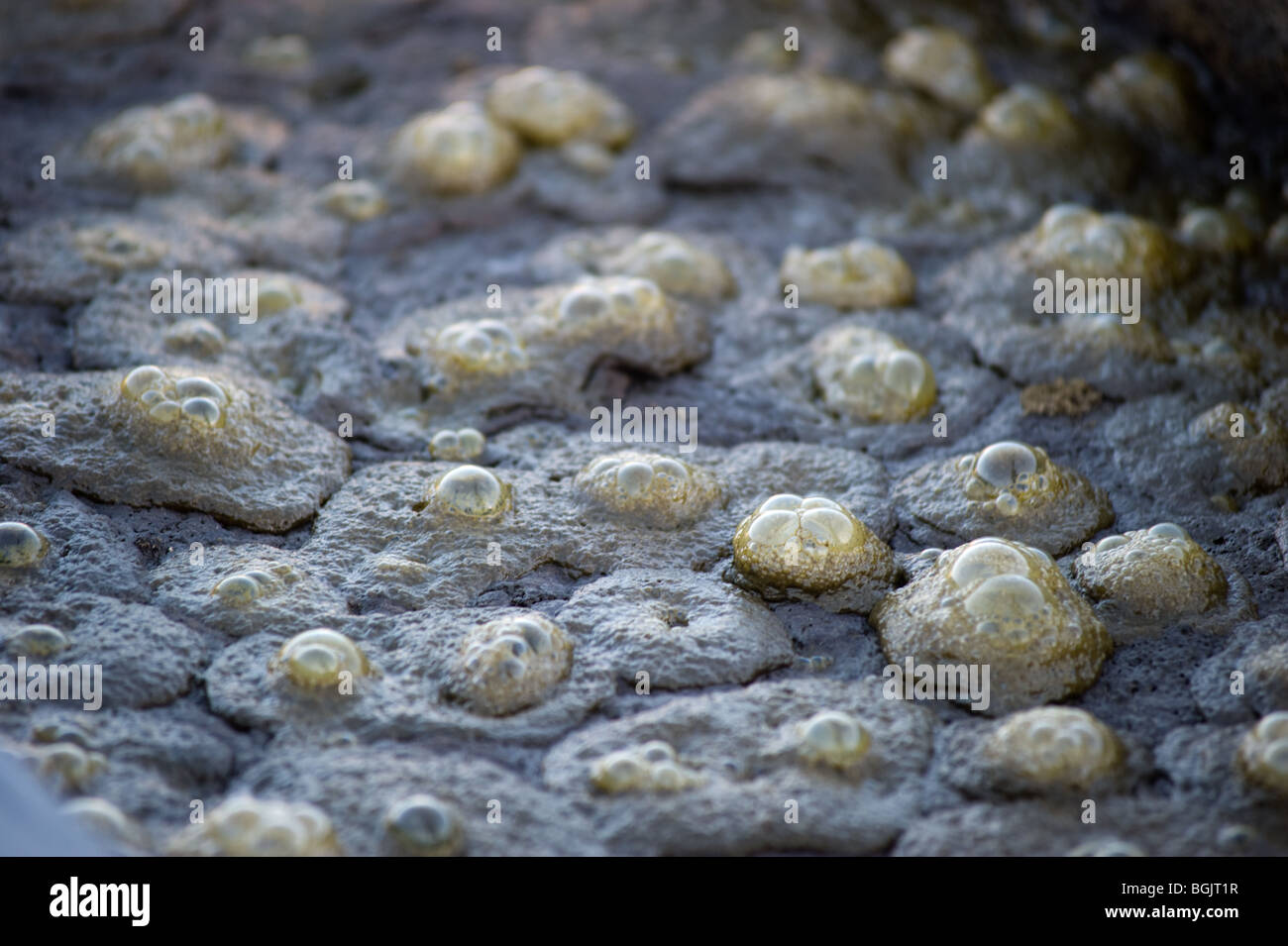 Methane bubbles from manure pit digester on dairy farm Stock Photo - Alamy