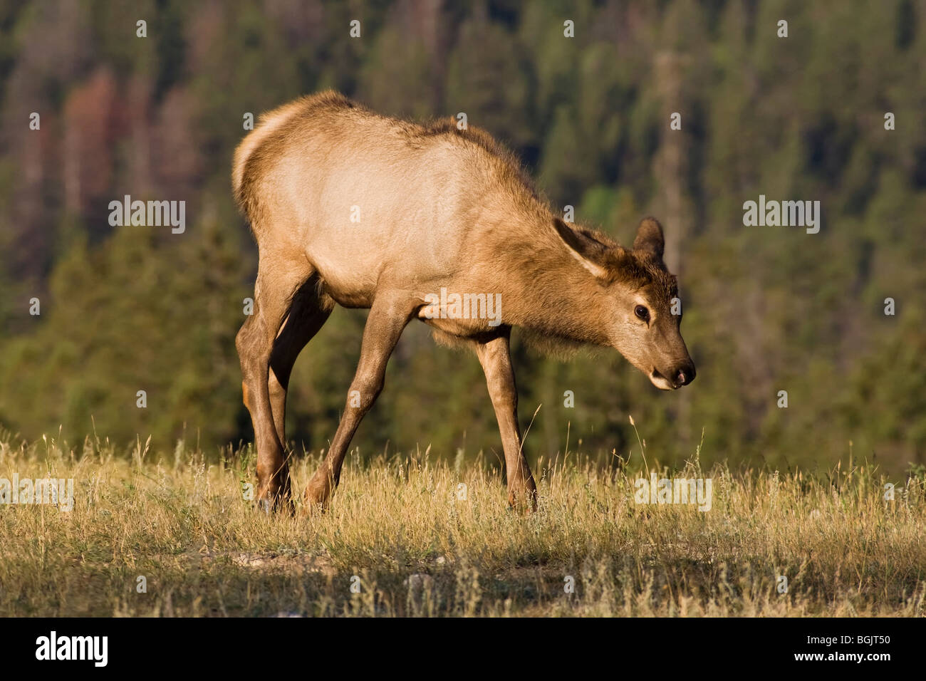 A yearling fawn Elk grazing Stock Photo - Alamy