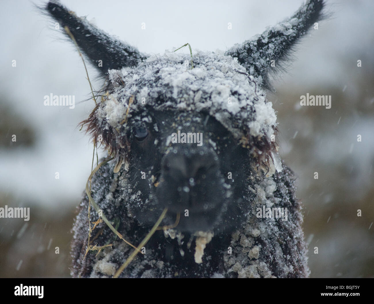 Alpaca snow hi-res stock photography and images - Alamy