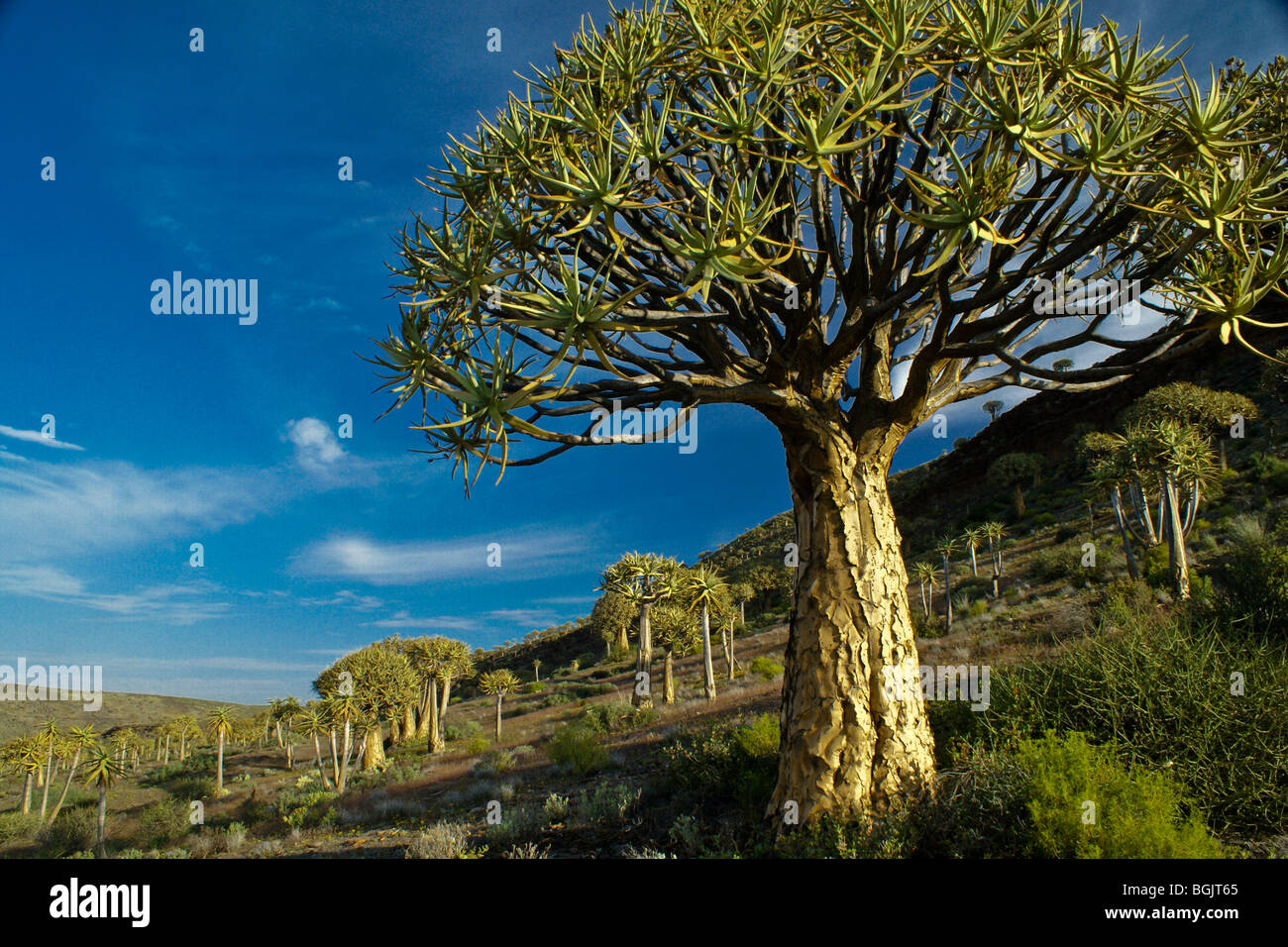 Plants of the western cape hi-res stock photography and images - Alamy