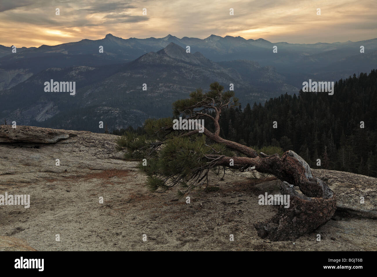 Fallen tree in Yosemite Stock Photo - Alamy