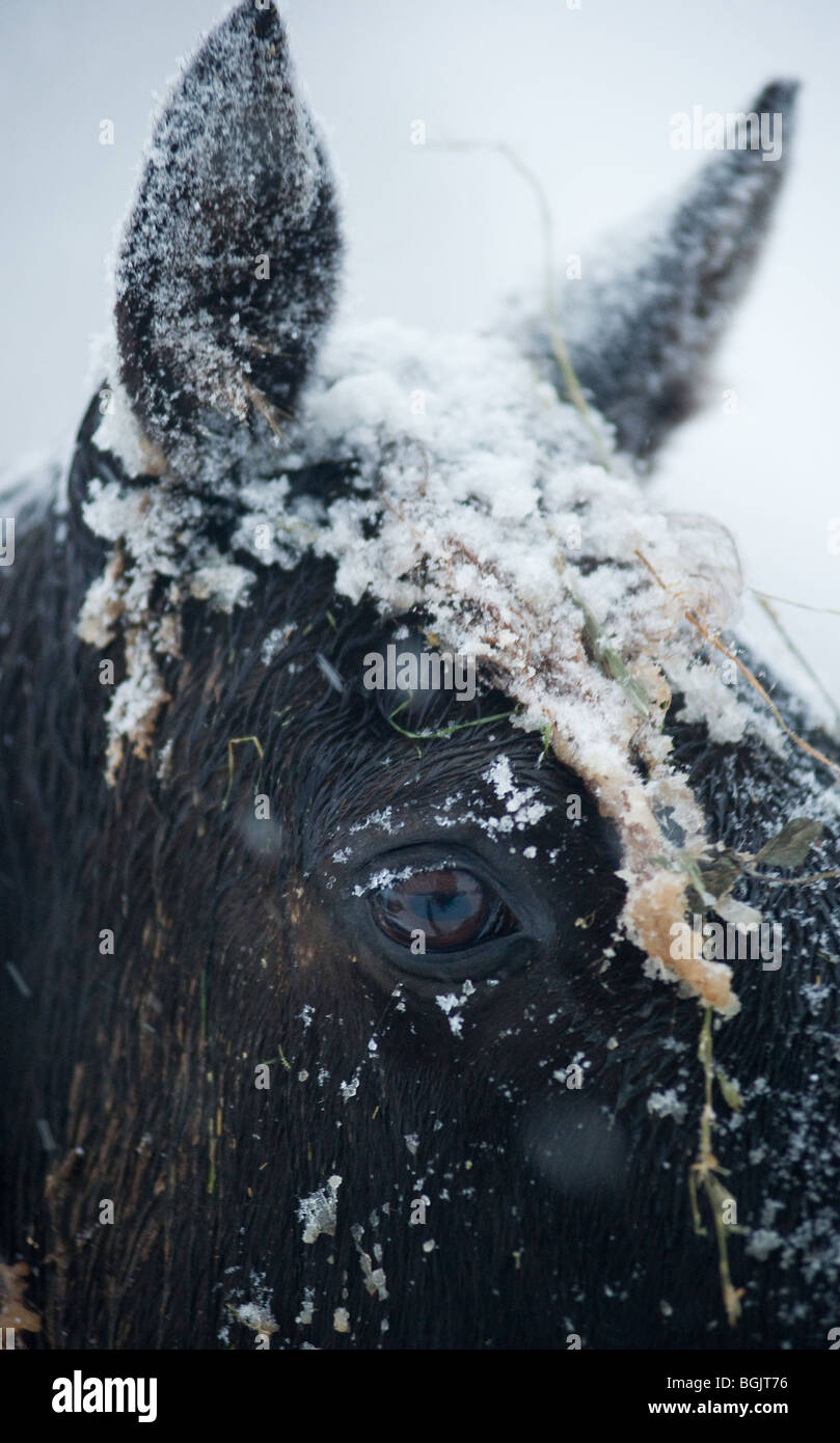 Frozen horse hi-res stock photography and images - Alamy