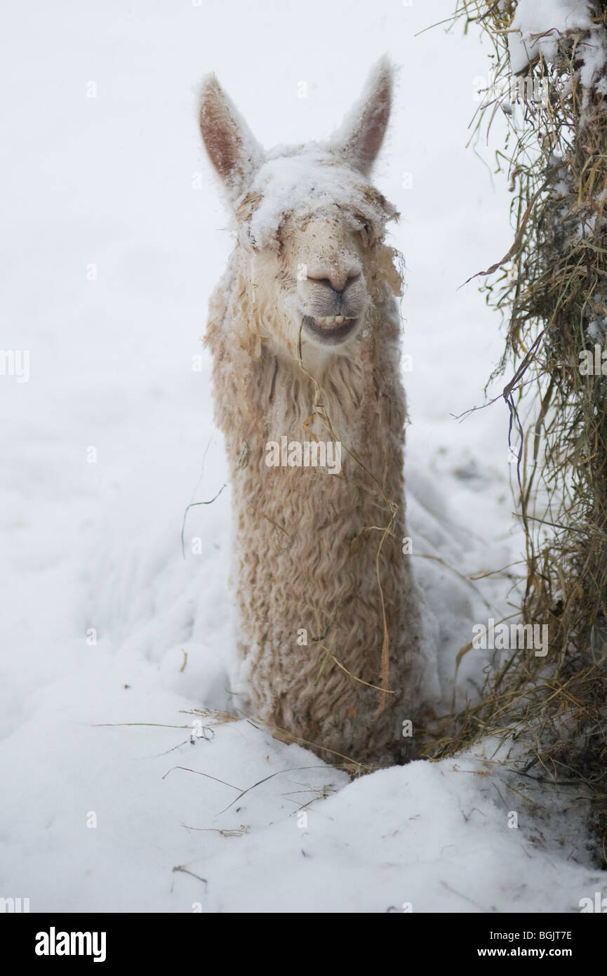 Alpaca in snowstorm Stock Photo - Alamy