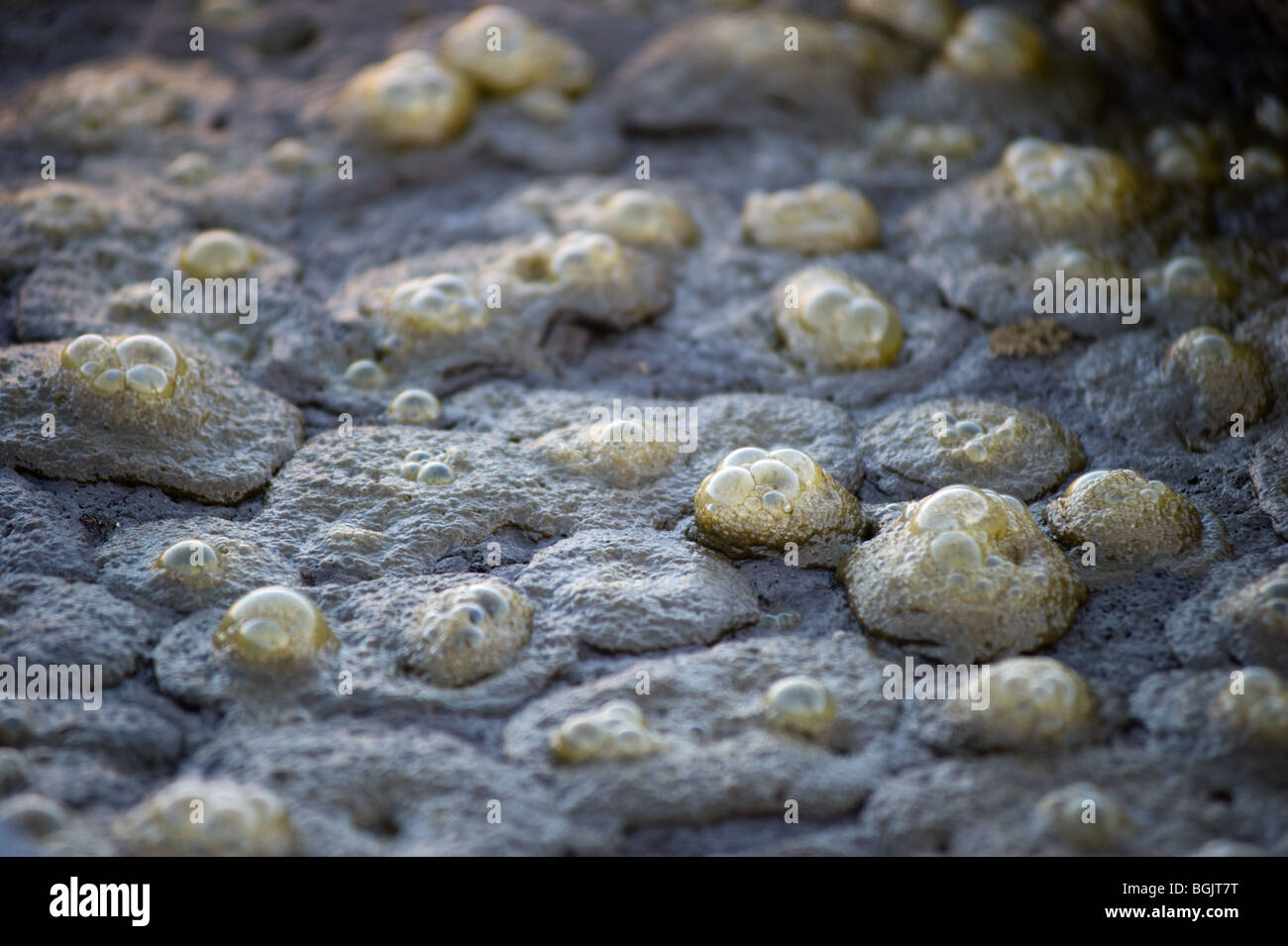 Methane bubbles from manure pit digester on dairy farm Stock Photo - Alamy
