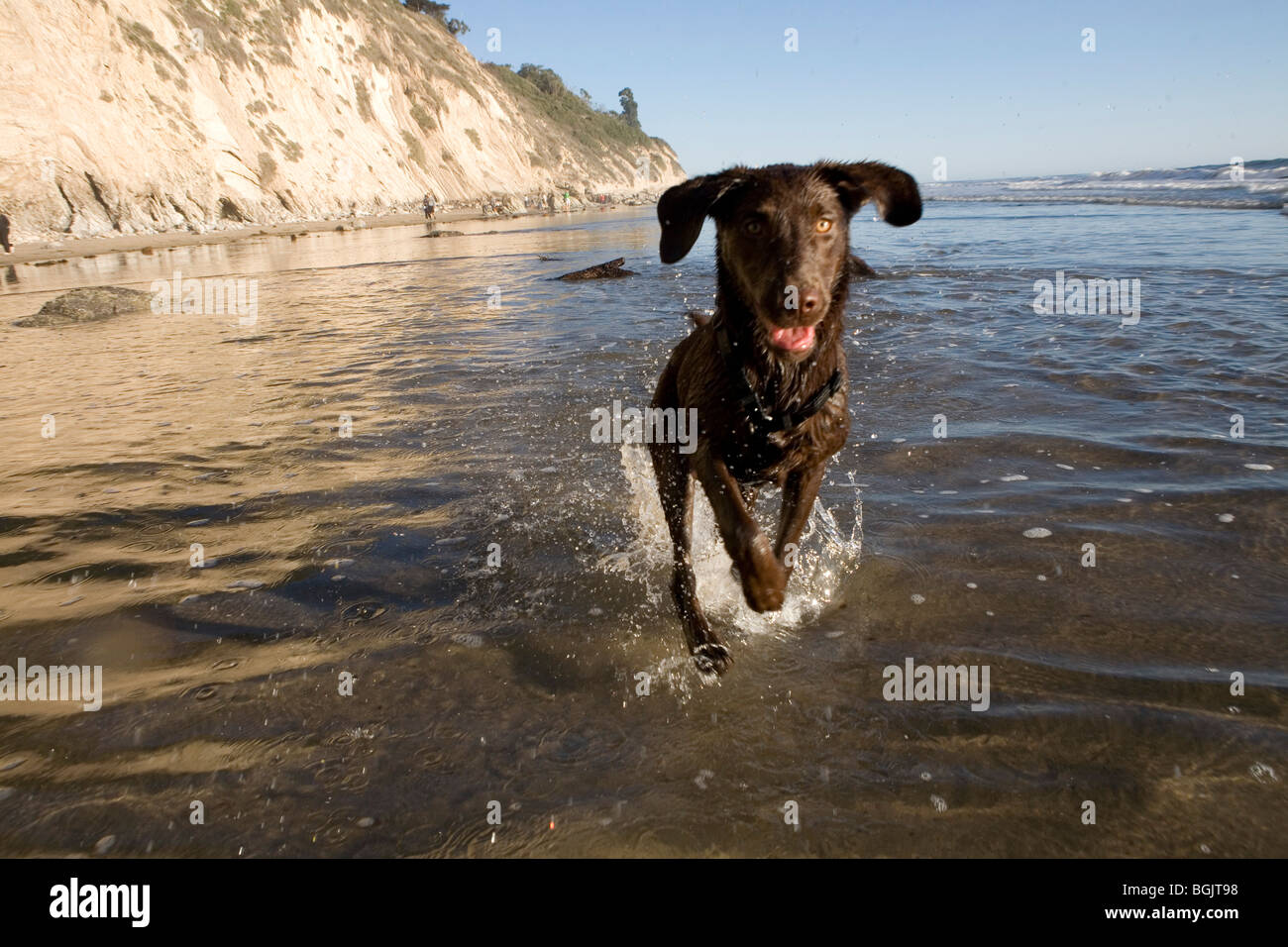 A chocolate Labrador at the beach Stock Photo - Alamy