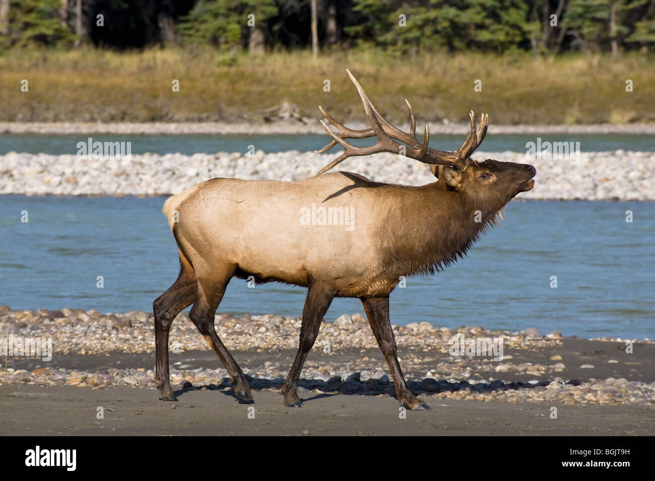 A handsome Bull Elk strutting his dominance during the fall rut Stock ...