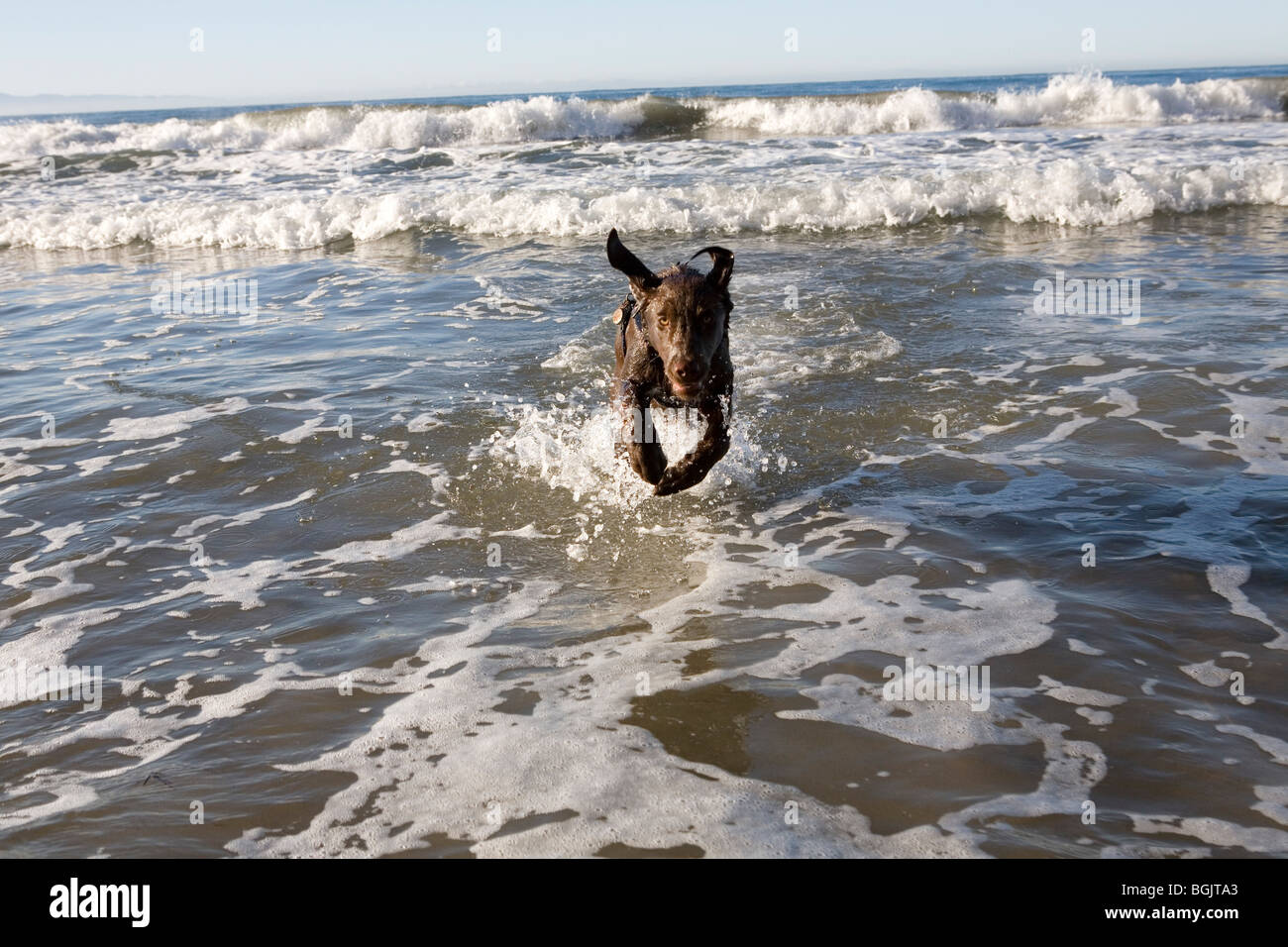 A chocolate Labrador at the beach Stock Photo - Alamy