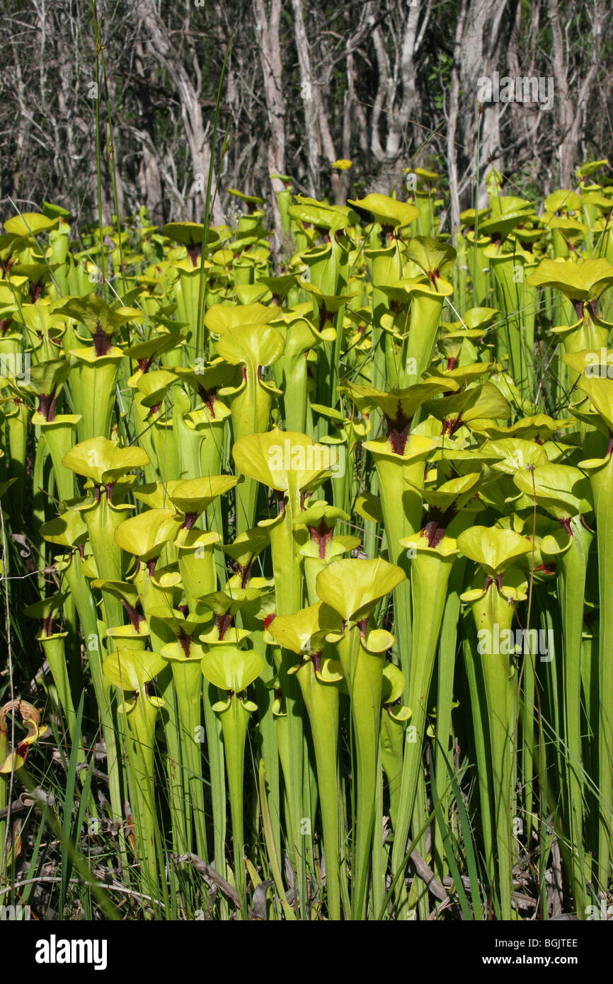 Tubular pitchers hi-res stock photography and images - Alamy