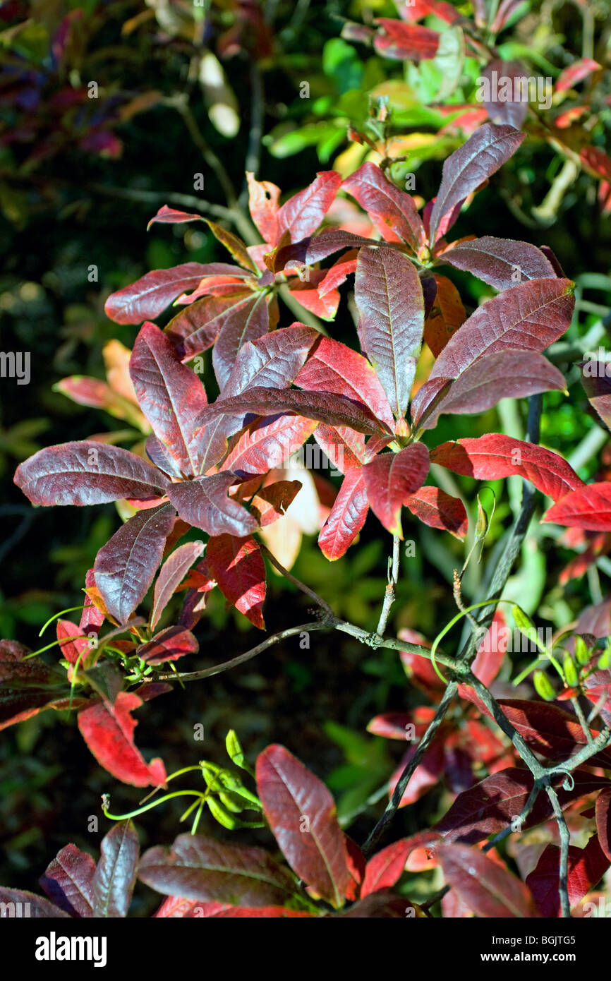 Rhododendron leaves hi-res stock photography and images - Alamy