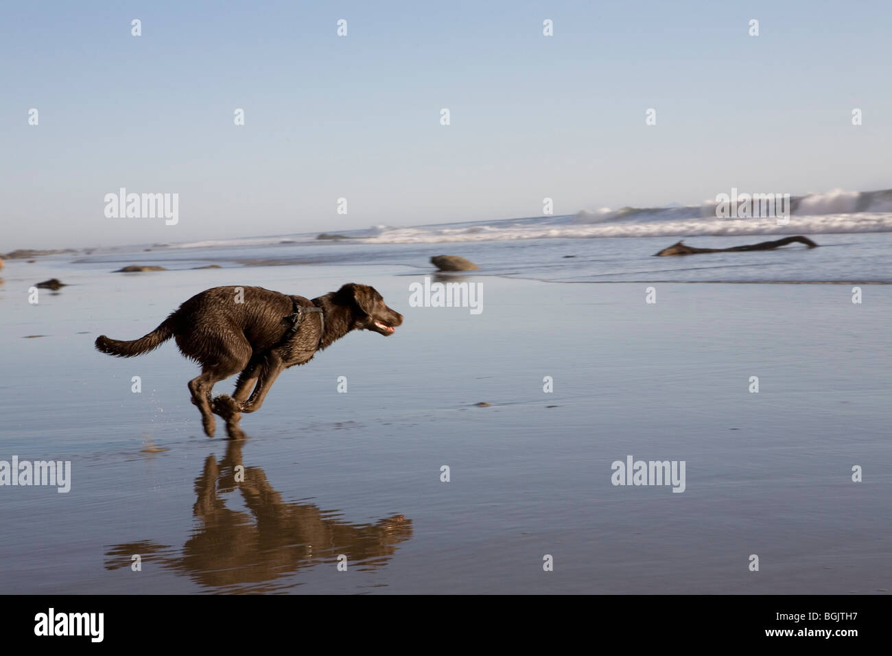 A chocolate Labrador at the beach Stock Photo - Alamy