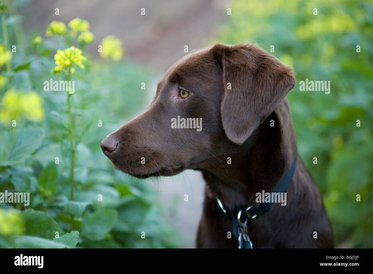 A chocolate Labrador on the trail Stock Photo - Alamy