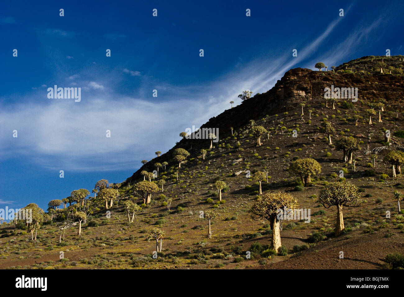 Forest cape south africa hi-res stock photography and images - Alamy