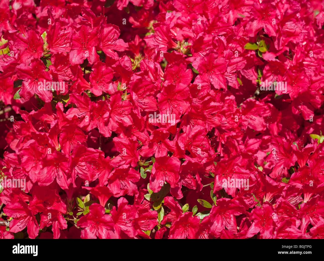 Rhododendron Hino Red Stock Photo - Alamy
