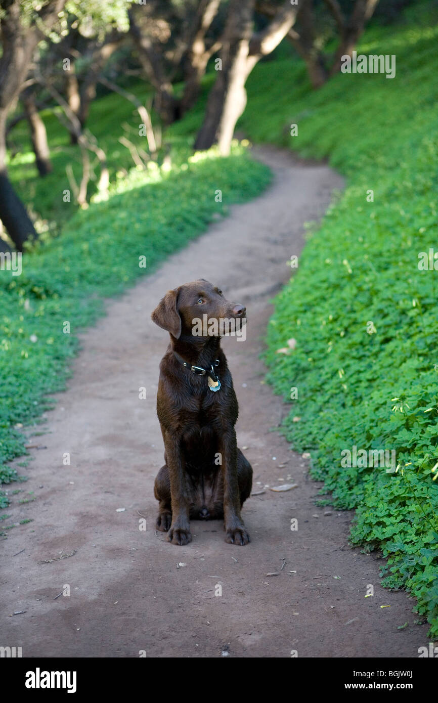 A chocolate Labrador on the trail Stock Photo - Alamy