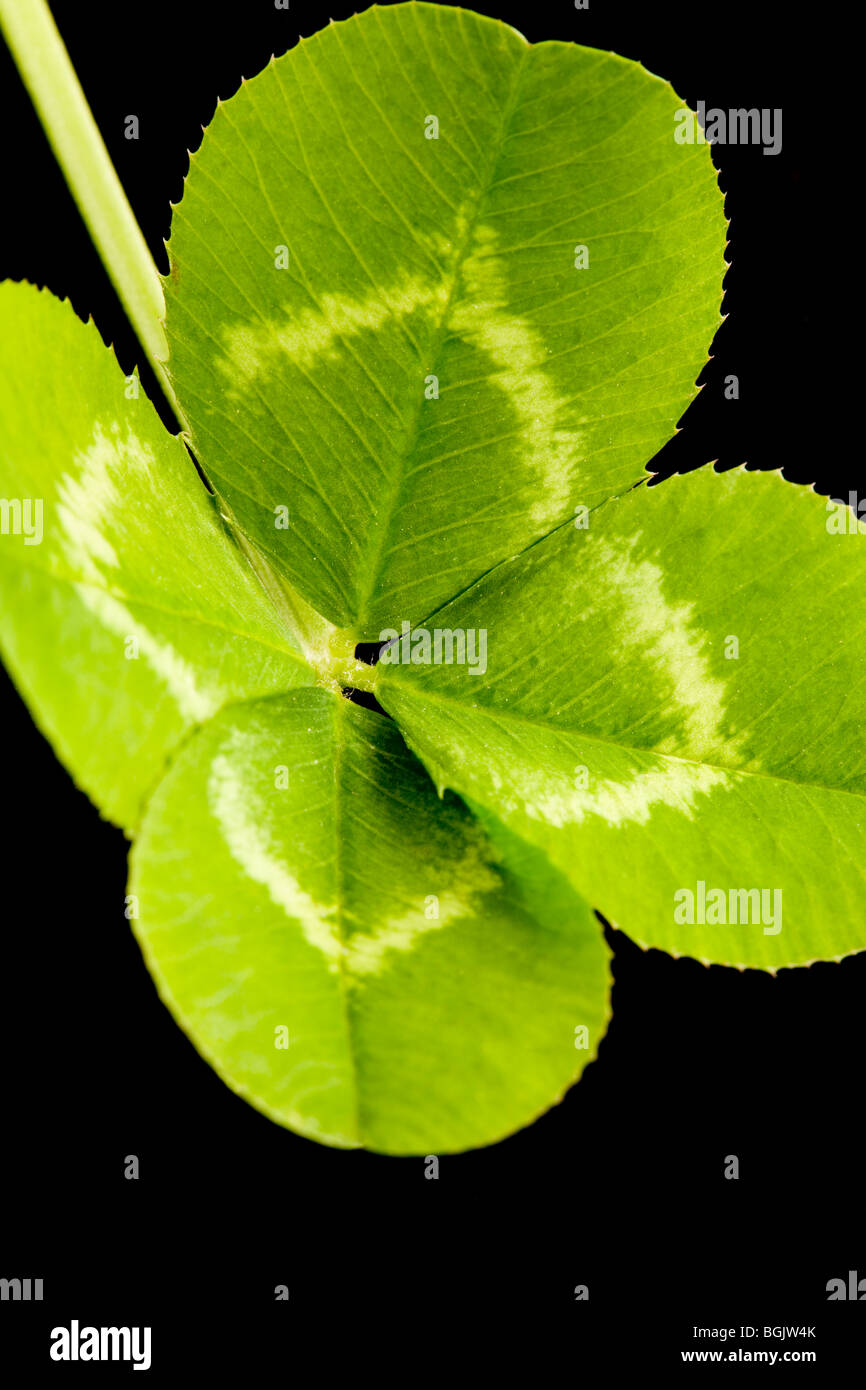 Four leaf clover trifolium hi-res stock photography and images - Alamy