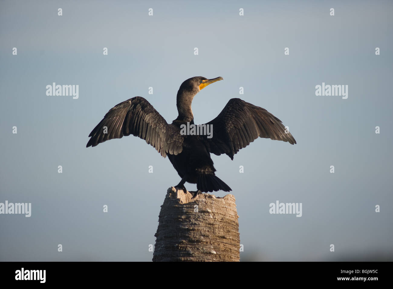 Wildlife and wetland hi-res stock photography and images - Alamy