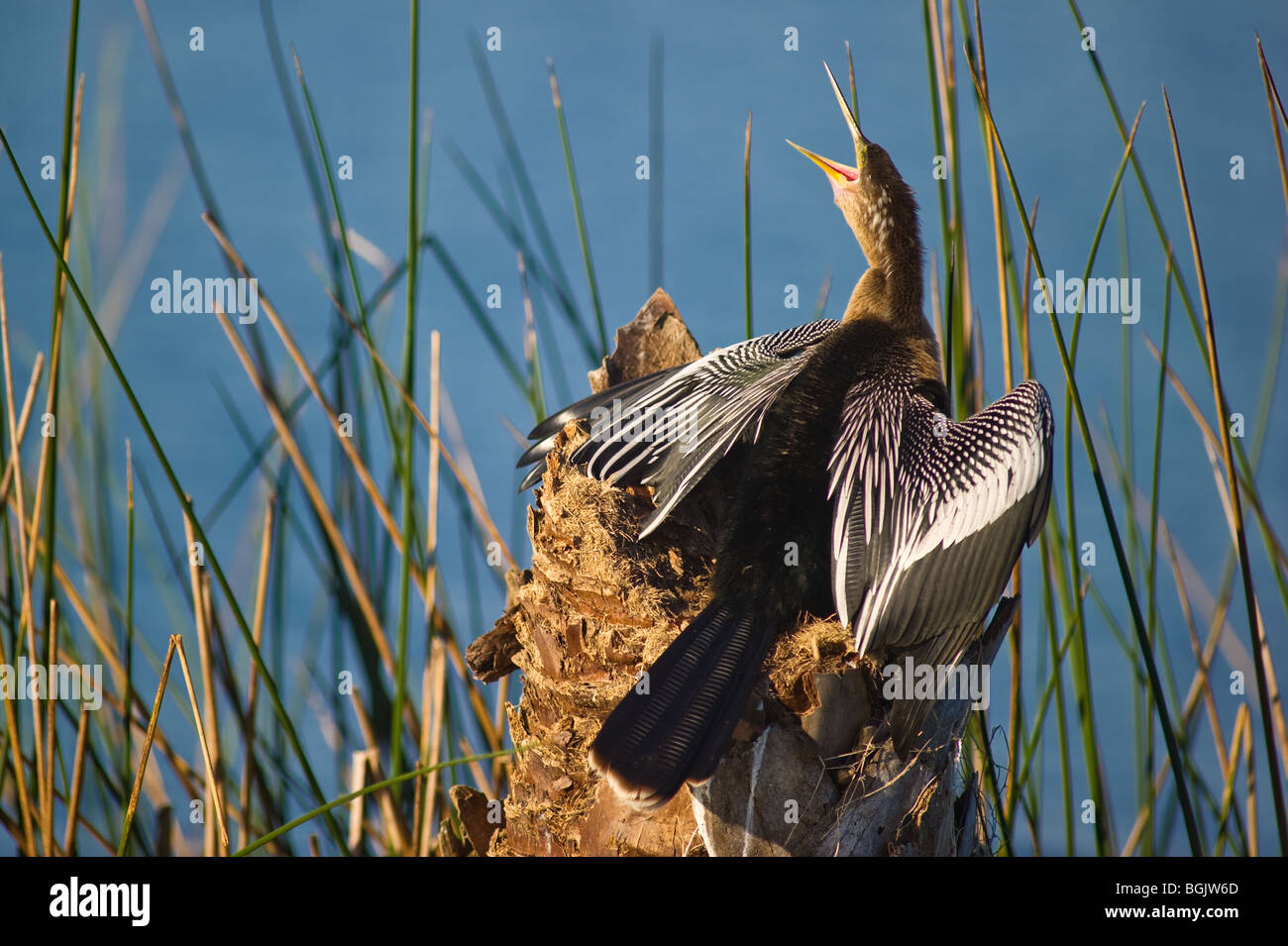 Bird in tall grass Stock Photo - Alamy