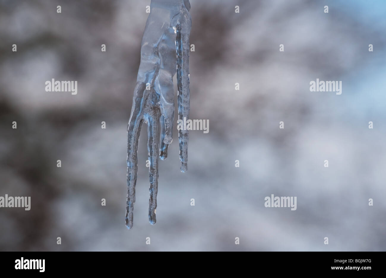 This closeup of a unique almost hand shaped icicle is beautiful and ...