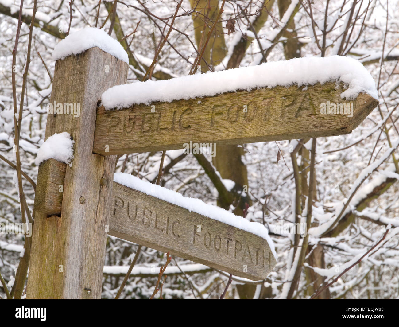 Fox covert hi-res stock photography and images - Alamy