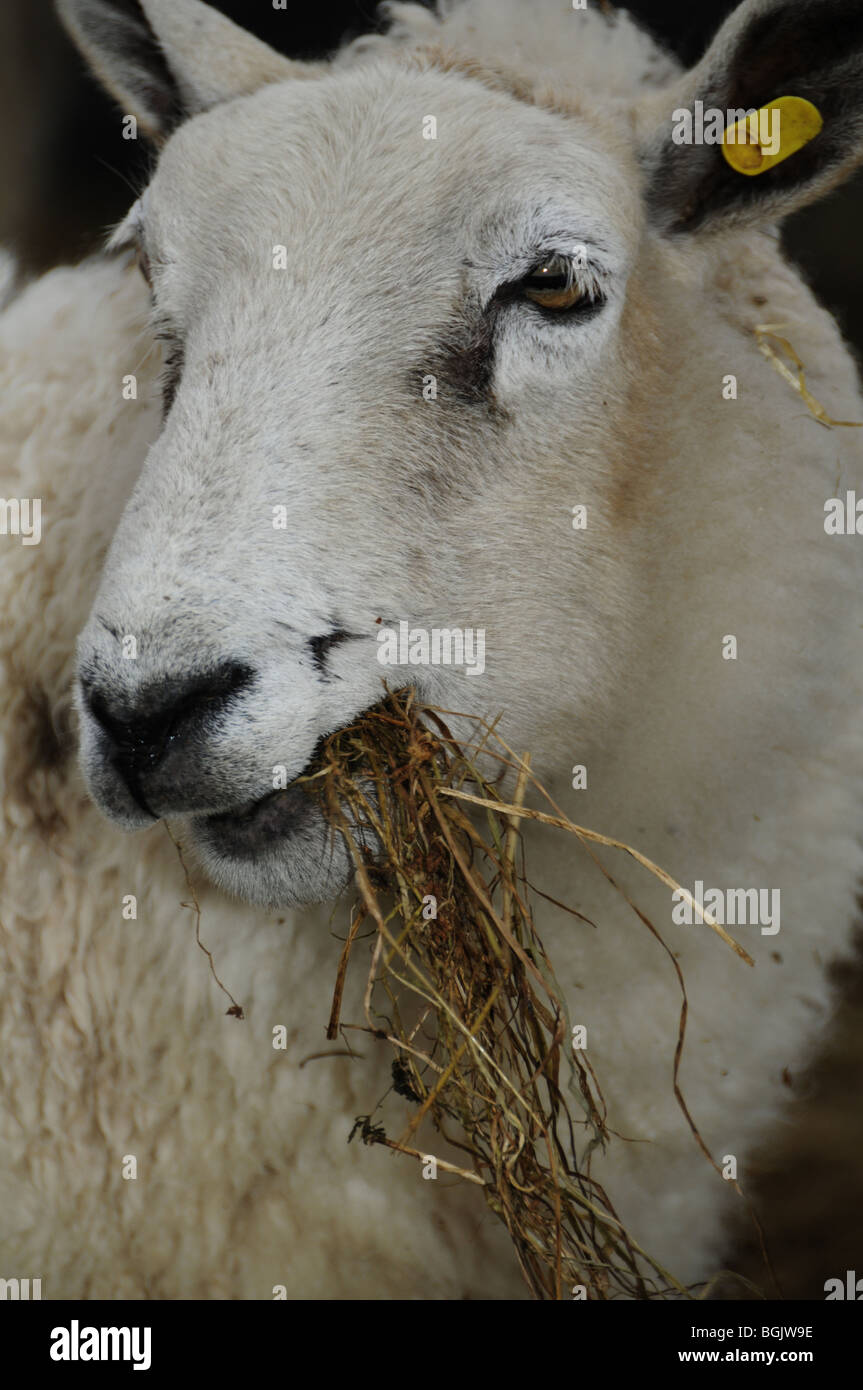 Sheep eating winter fodder Stock Photo - Alamy