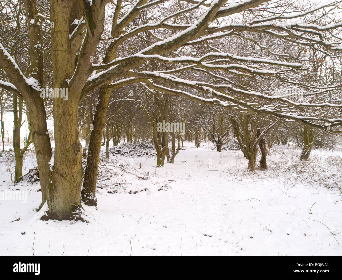 Snow at the Fox Covert Nature Reserve near Calverton in Nottinghamshire ...