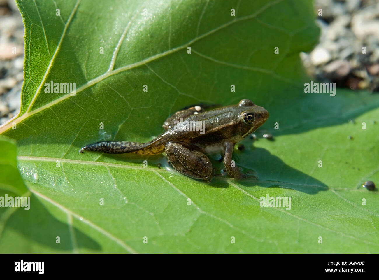 Frog with tail, amphibia, anura Stock Photo - Alamy