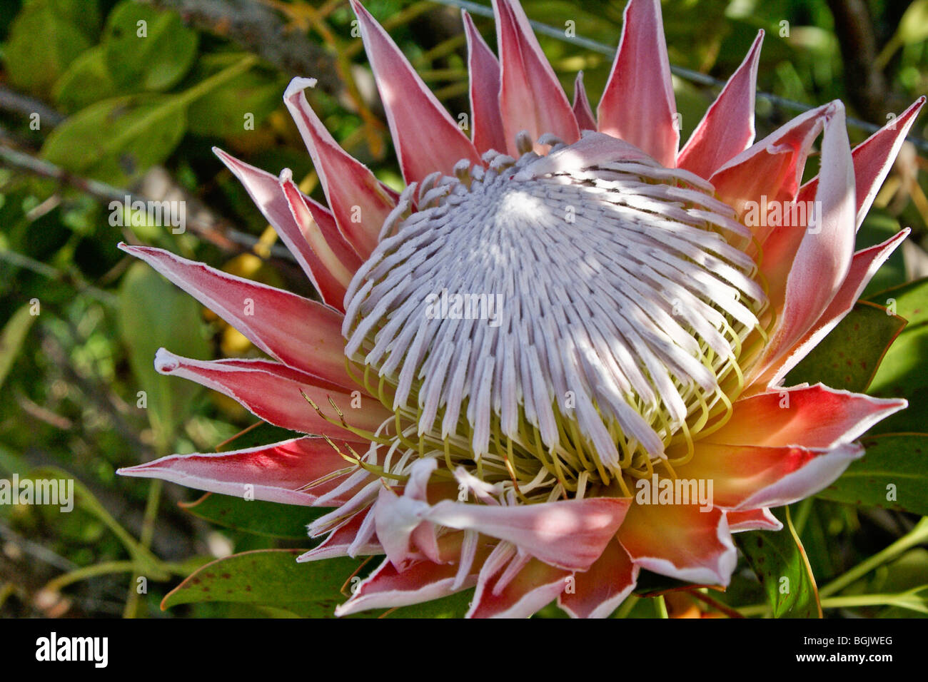 Giant flower of south africa hi-res stock photography and images - Alamy