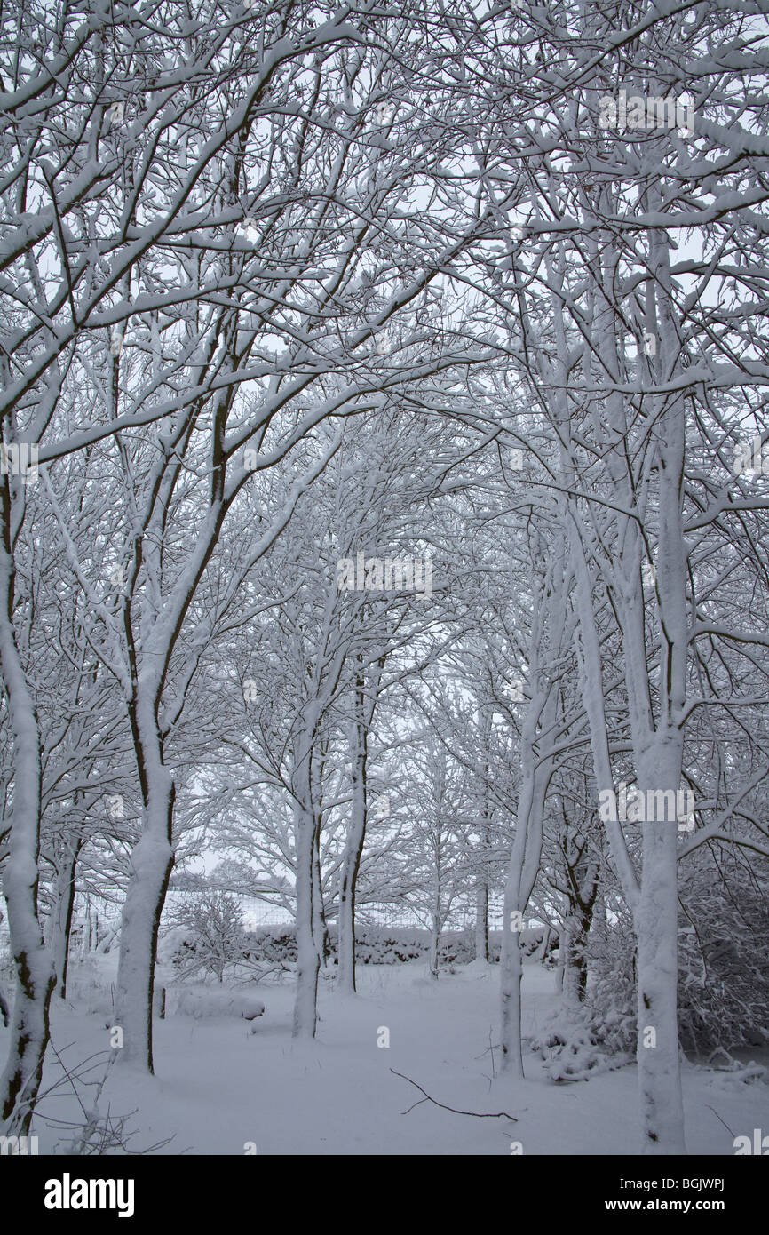 Snow covered woodland , Hampshire, England Stock Photo - Alamy