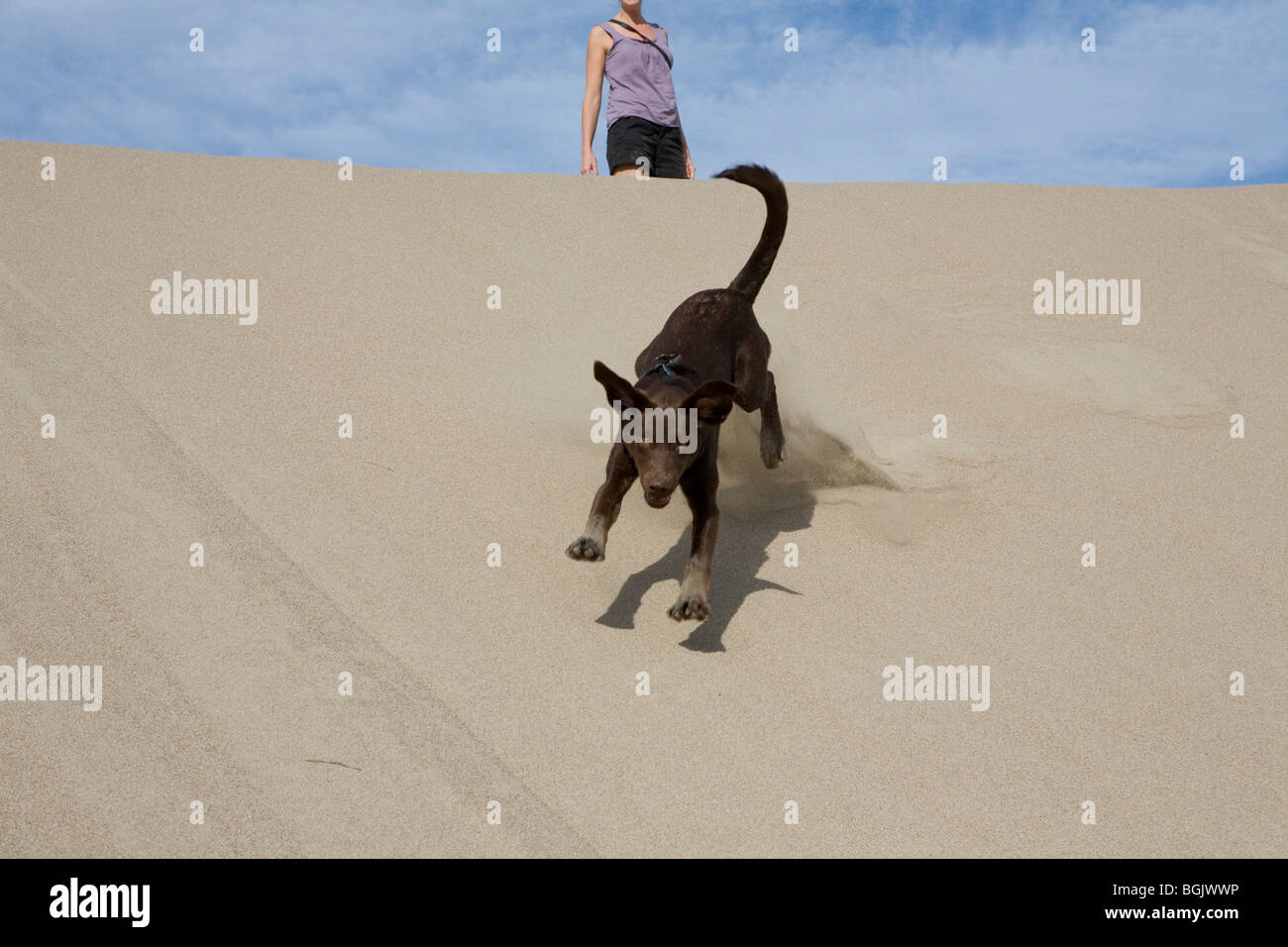 Chocolate labrador running hi-res stock photography and images - Alamy