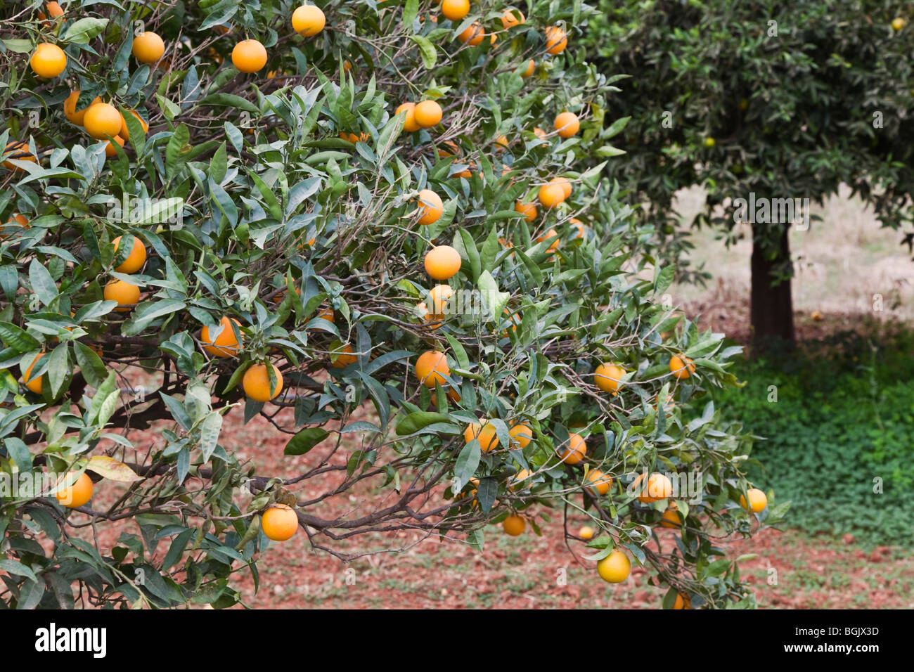 Oranges on orange tree Stock Photo - Alamy