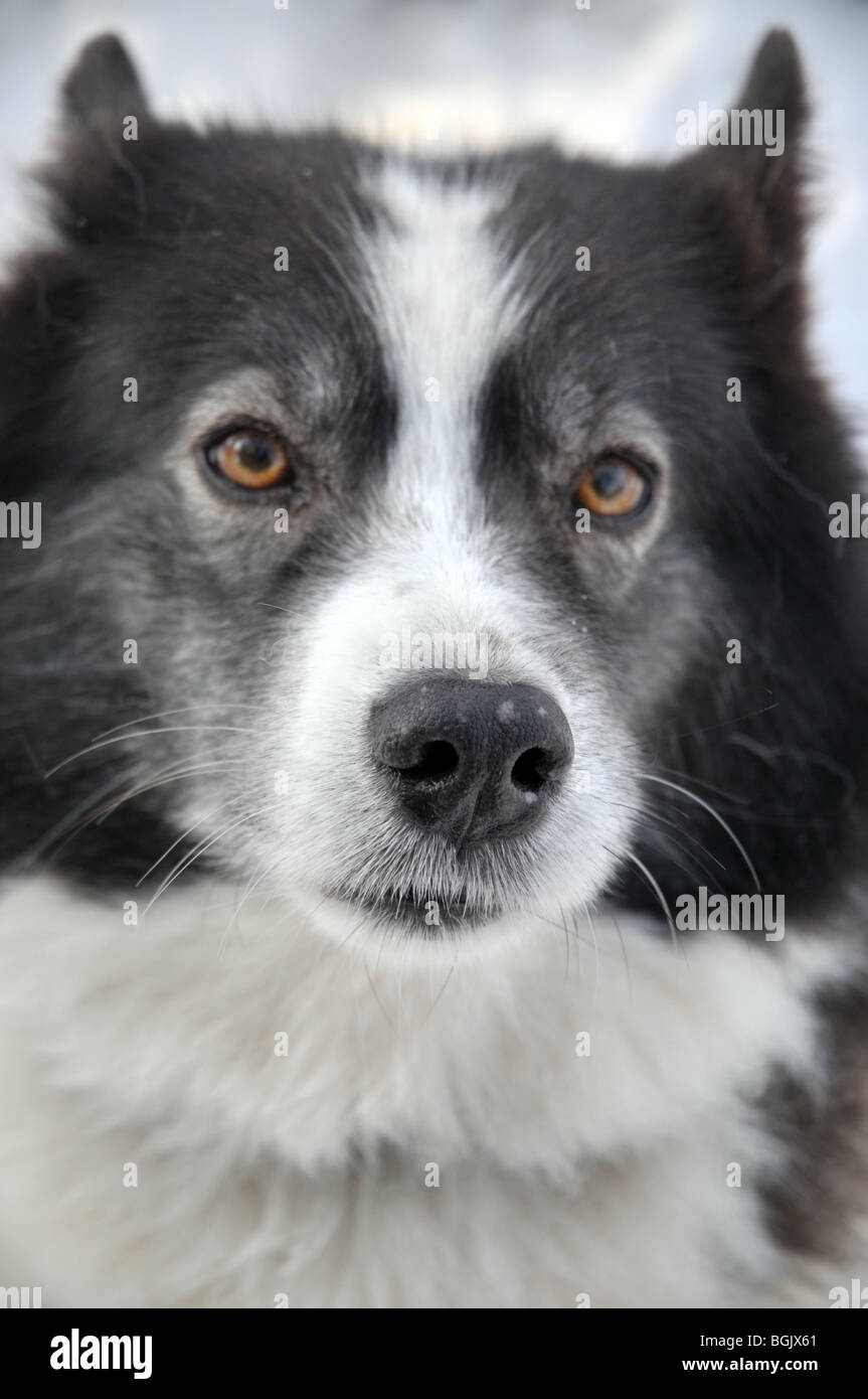close up of dog nose with soft facial features-portrait Stock Photo - Alamy