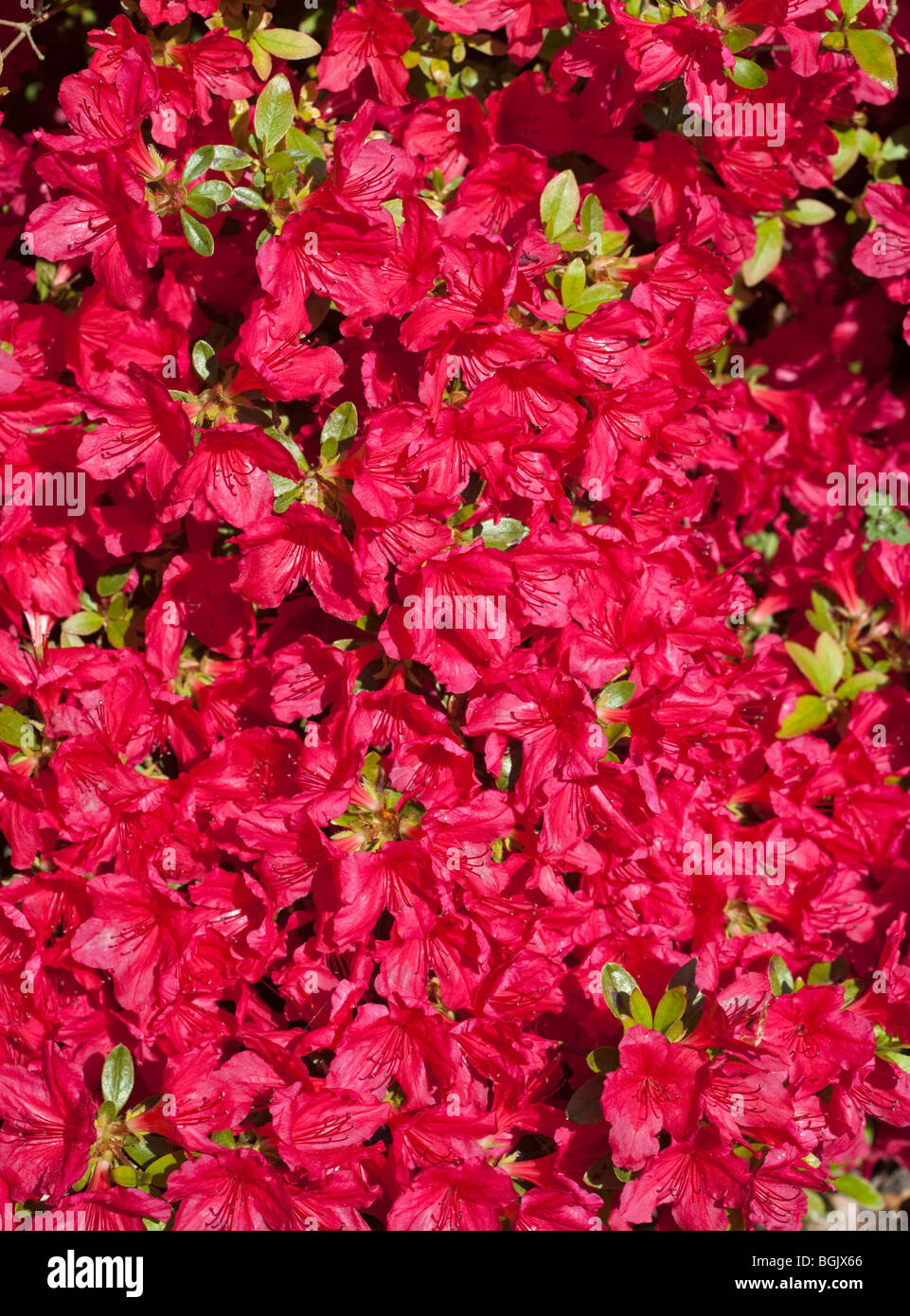 Rhododendron bushes hi-res stock photography and images - Alamy