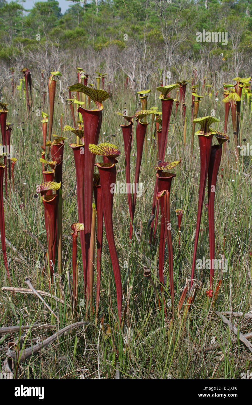 Carnivorous Plant Trumpet Pitcher Plants Sarracenia flava var ...