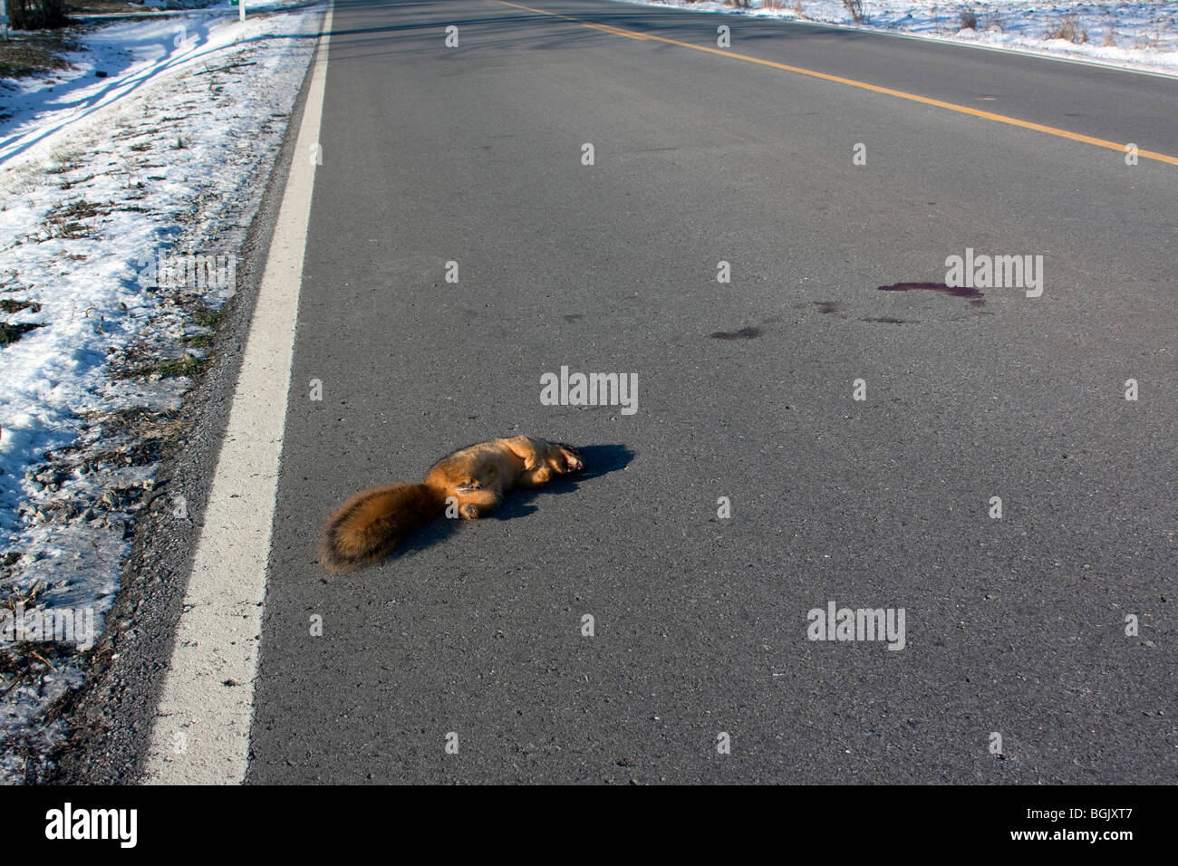 "Road Kill" , E Fox Squirrel killed by vehicle (Sciurus niger) E USA ...