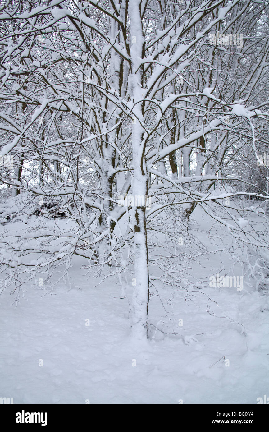 Woodland winter garden uk hi-res stock photography and images - Alamy