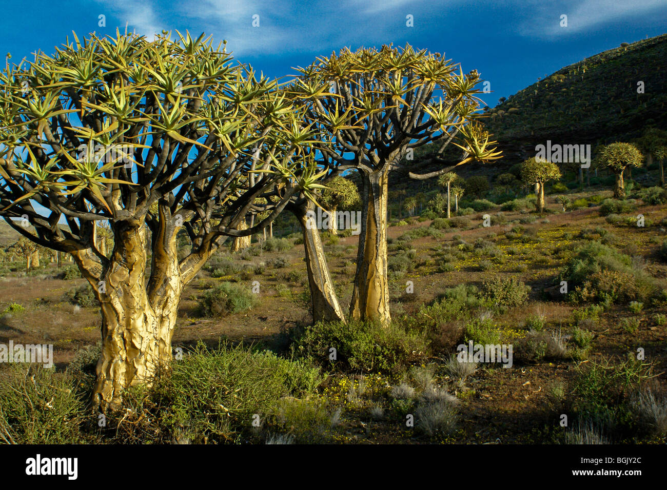 Kokerboom forest, Western Cape, South Africa Stock Photo - Alamy