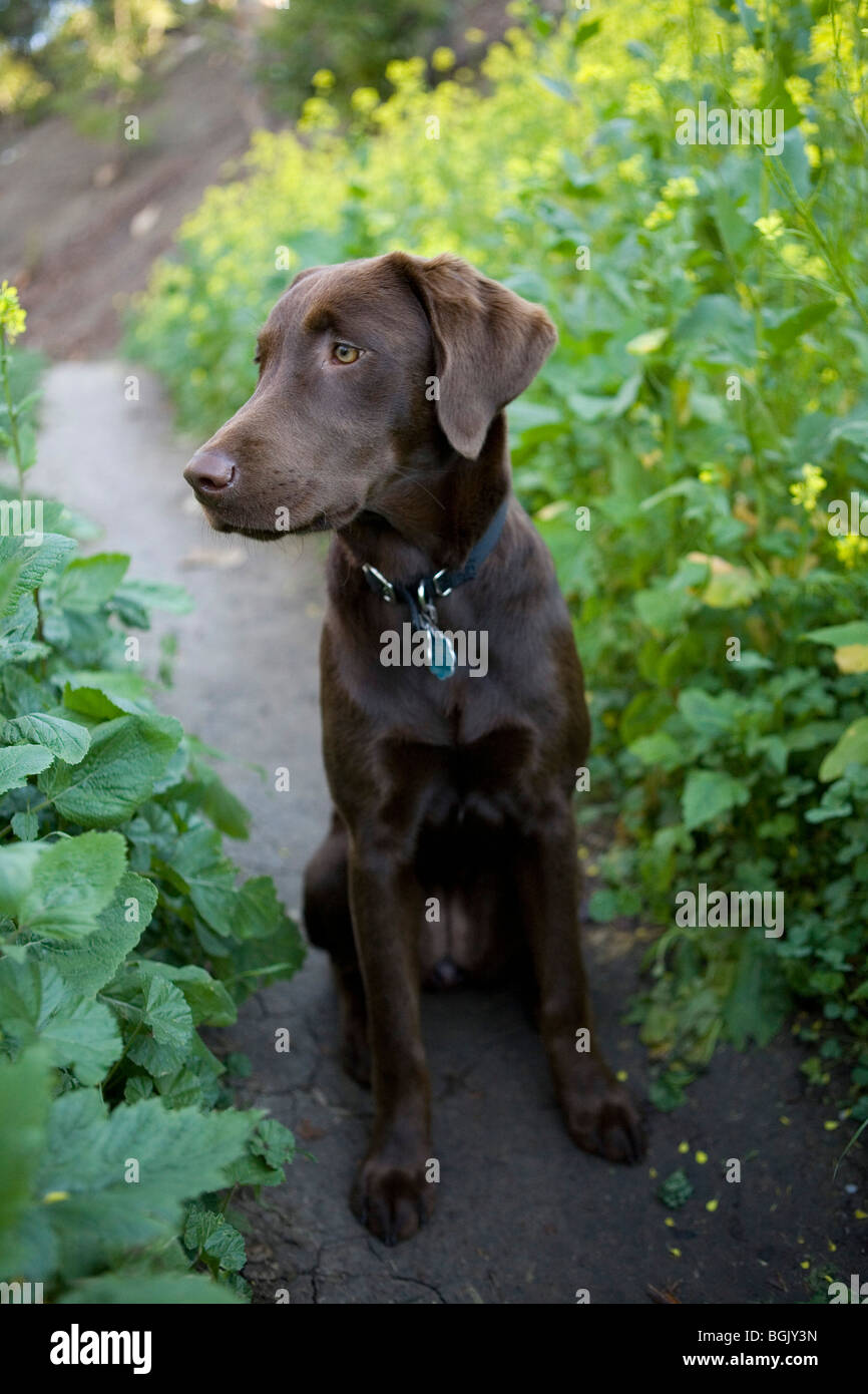A chocolate Labrador on the trail Stock Photo - Alamy