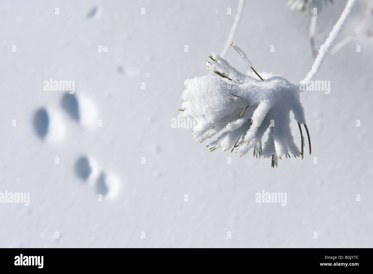 Rabbit tracks hi-res stock photography and images - Alamy