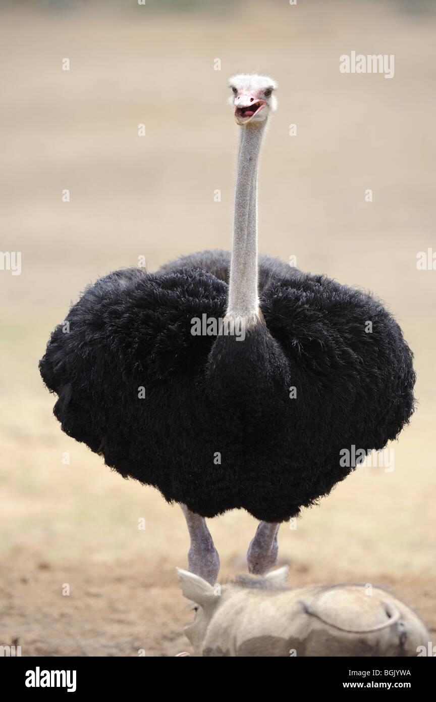 Male Ostrich and Warthog Stock Photo - Alamy