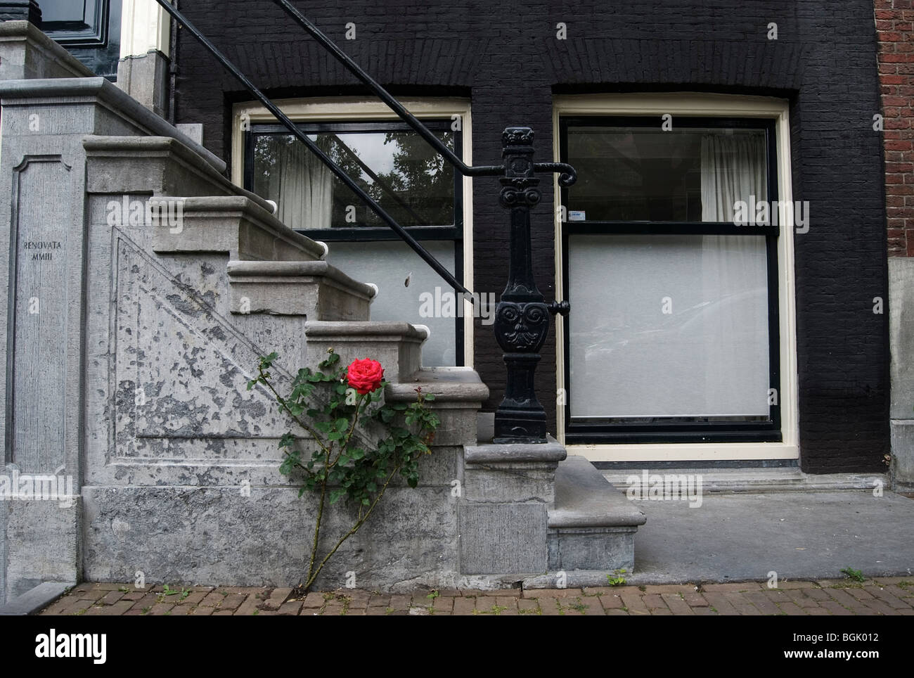 A single rose grows from a tiny gap in the pavement in front of a house ...