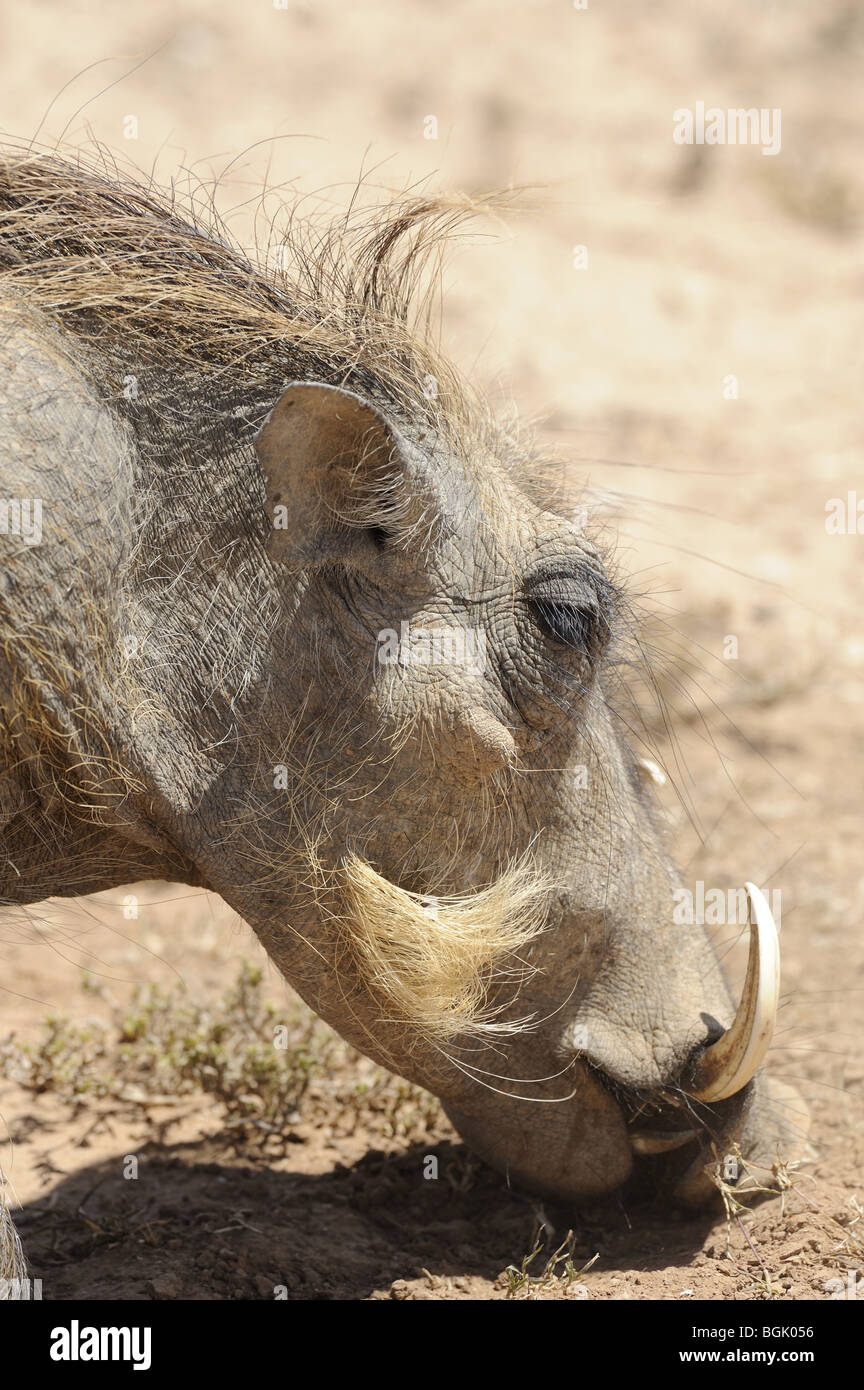 Warthog teeth hi-res stock photography and images - Alamy