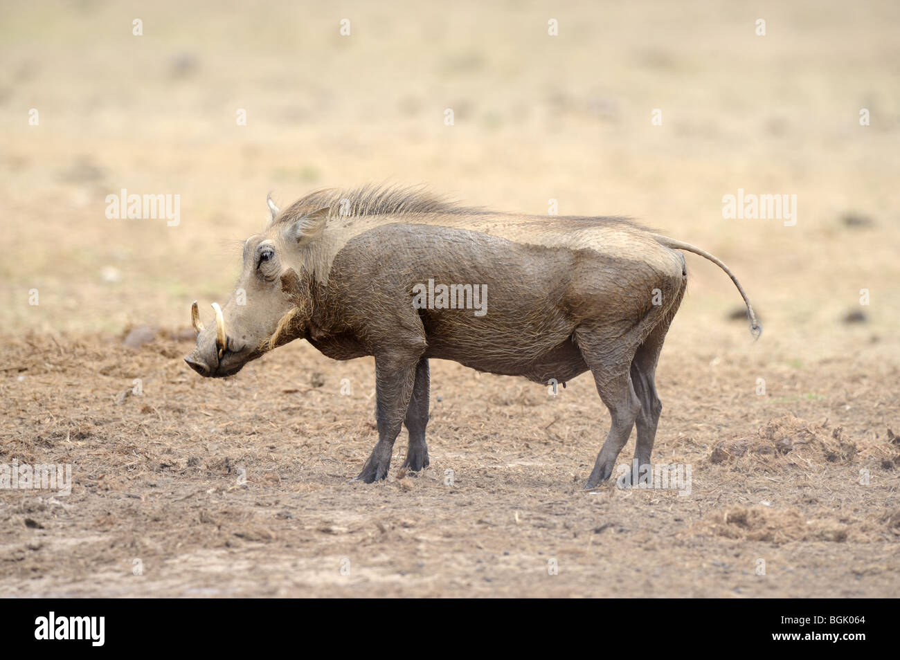 Warthog tusks hi-res stock photography and images - Alamy