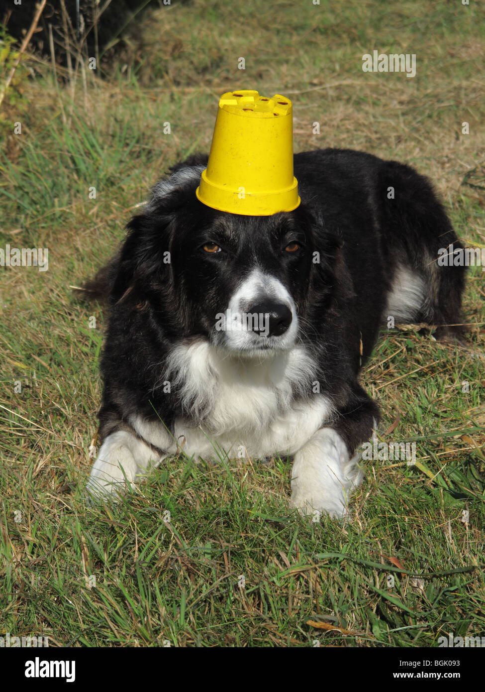 Collie balancing flower pot Stock Photo - Alamy