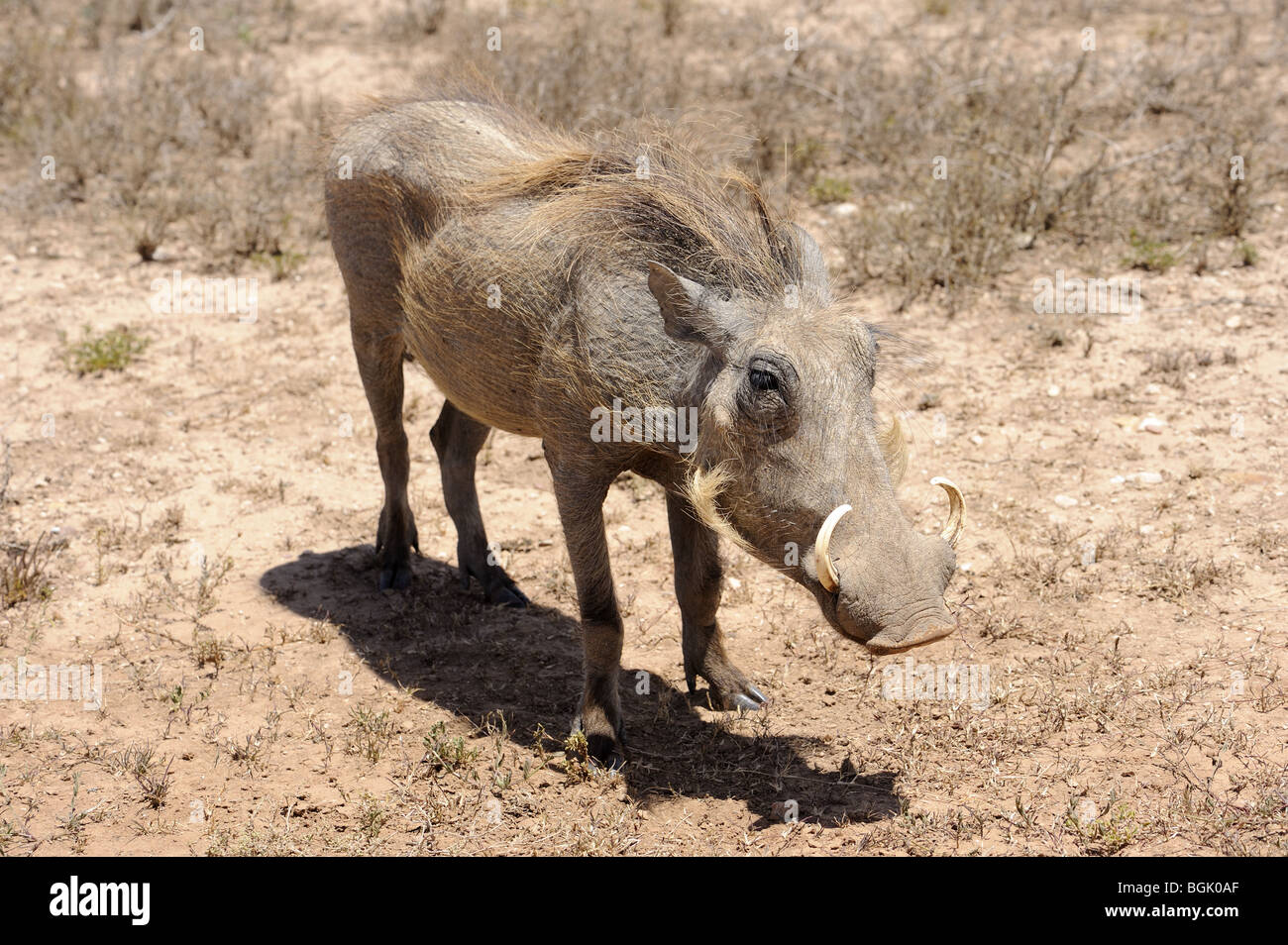Warthog tusks hi-res stock photography and images - Alamy