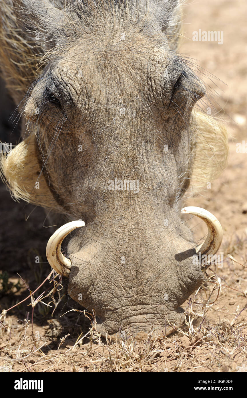 Warthog tusks hi-res stock photography and images - Alamy